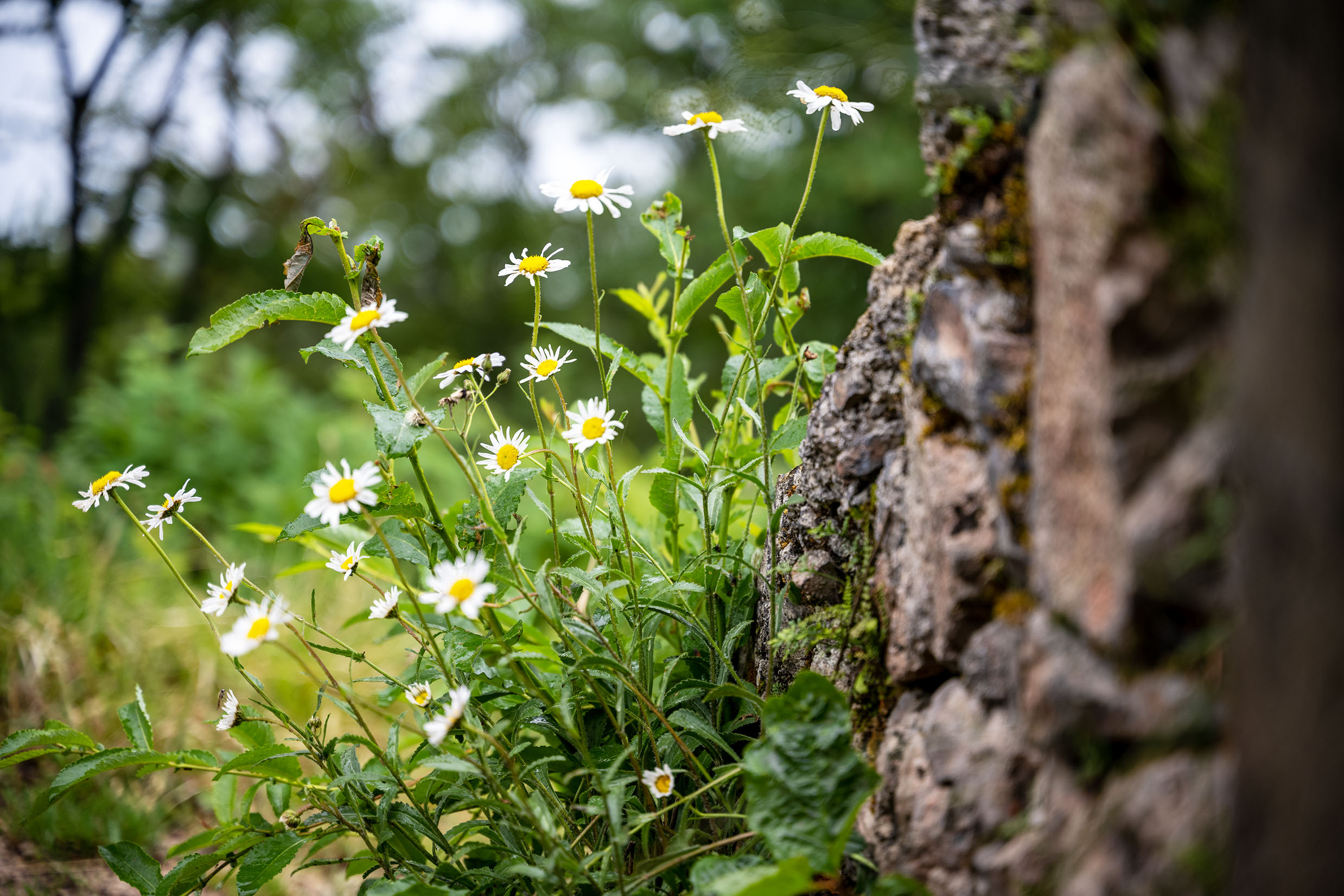 Fortifikation Hauenstein: Ihre finanzielle Unterstützung ist wertvoll!